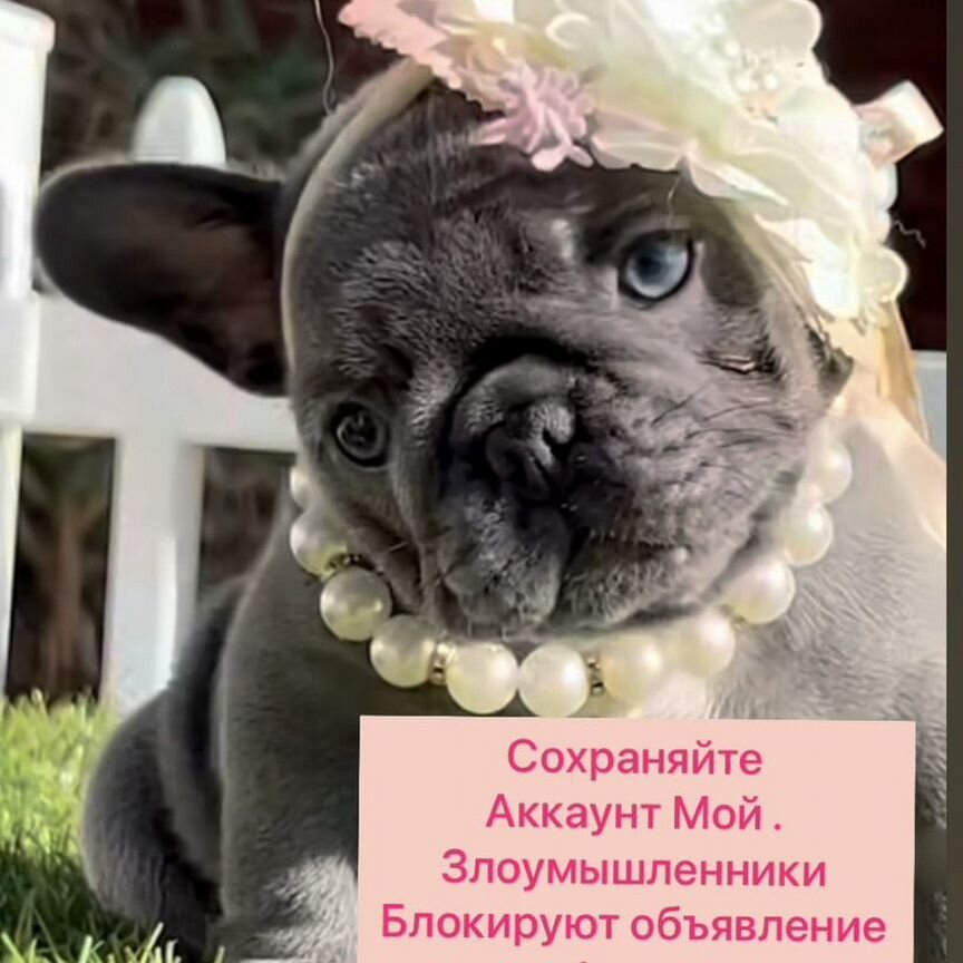Фанцузики голубята