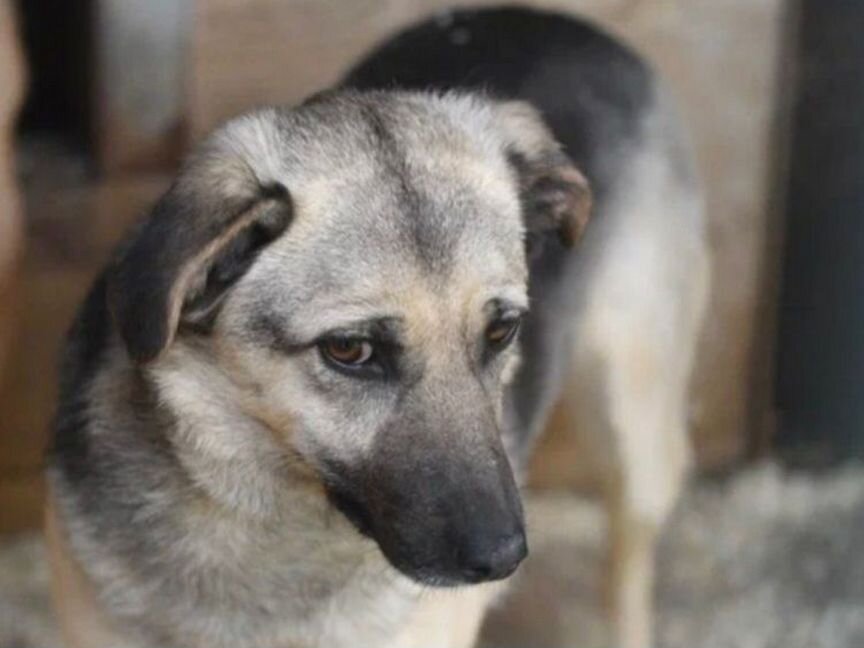 Собака Октавия ищет дом