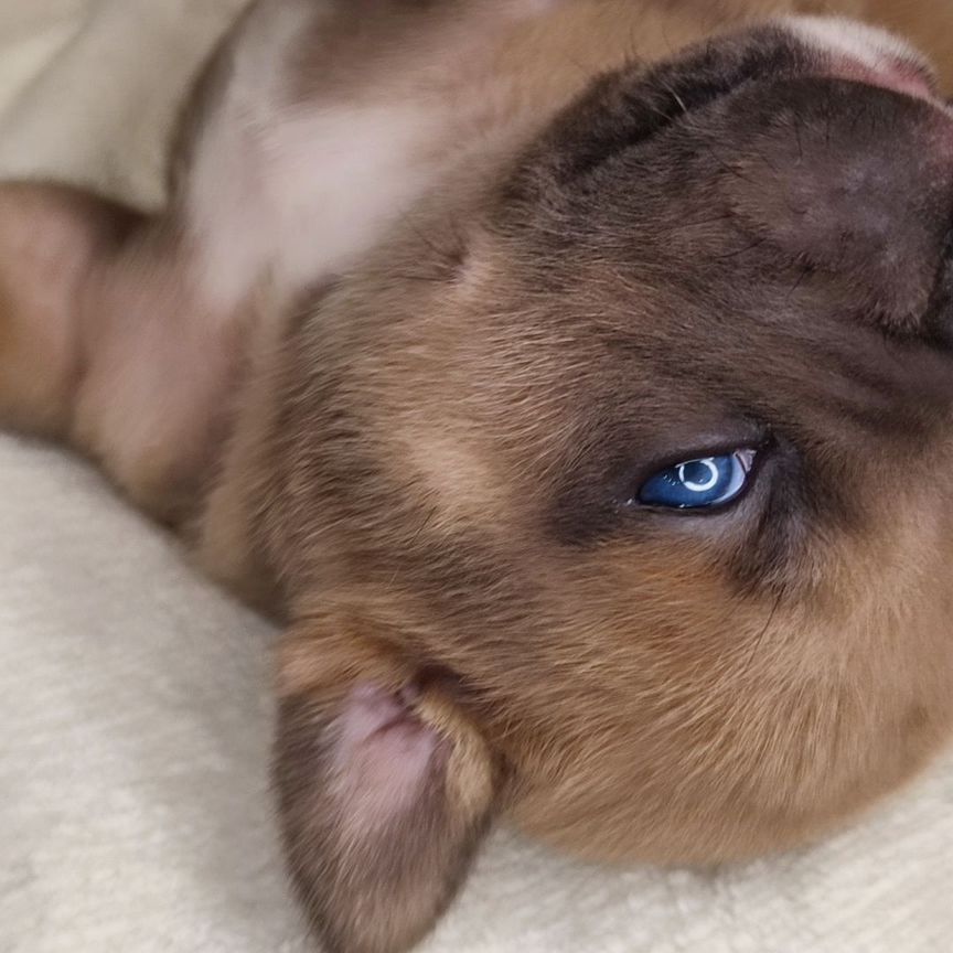 Американский булли