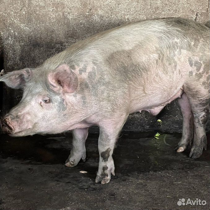 Хряк на племя