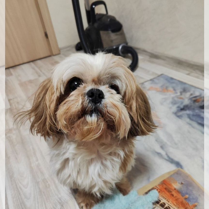 Ши-тцу, взрослый пёс