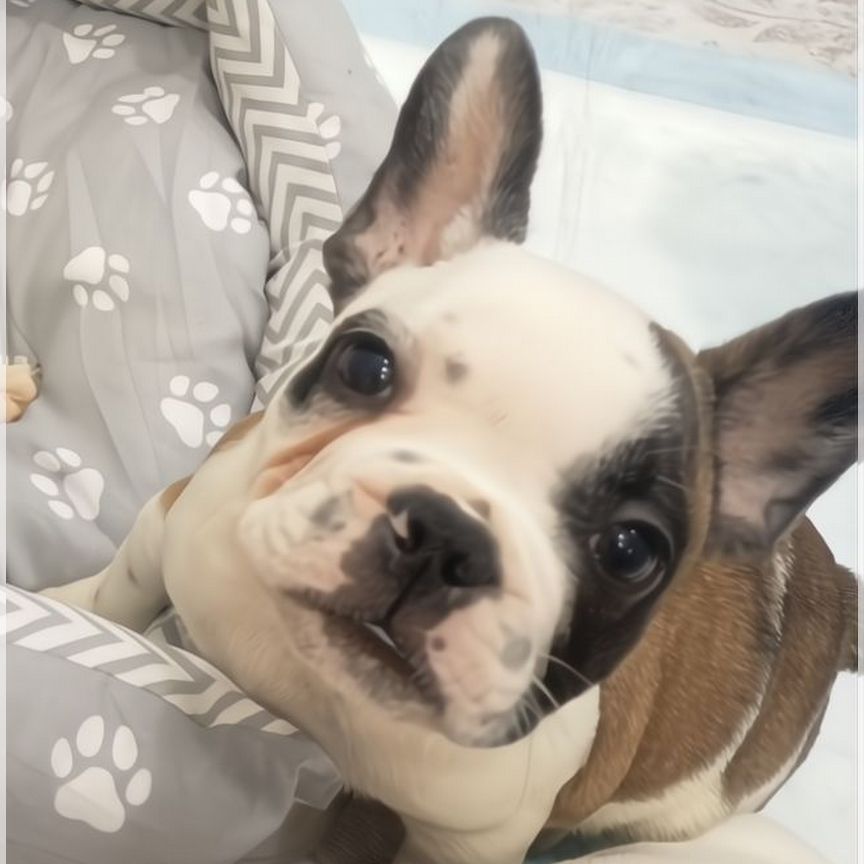 Французский бульдог, щенок