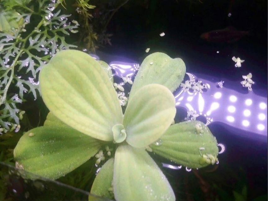 Аквариумные растения для запуска аквариума