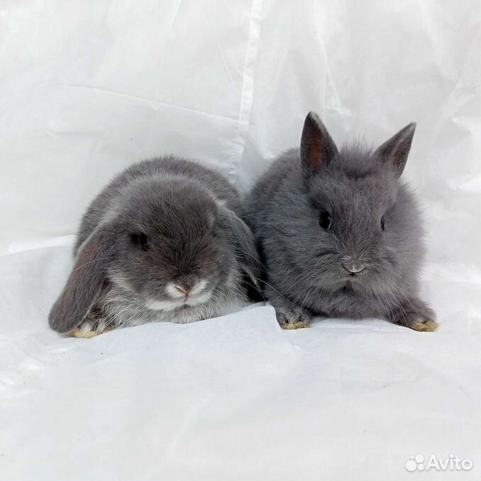 Карликовые декоративные крольчата