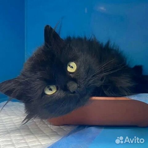 Нежный домовёнок Брюнетка не хочет обратно на улиц