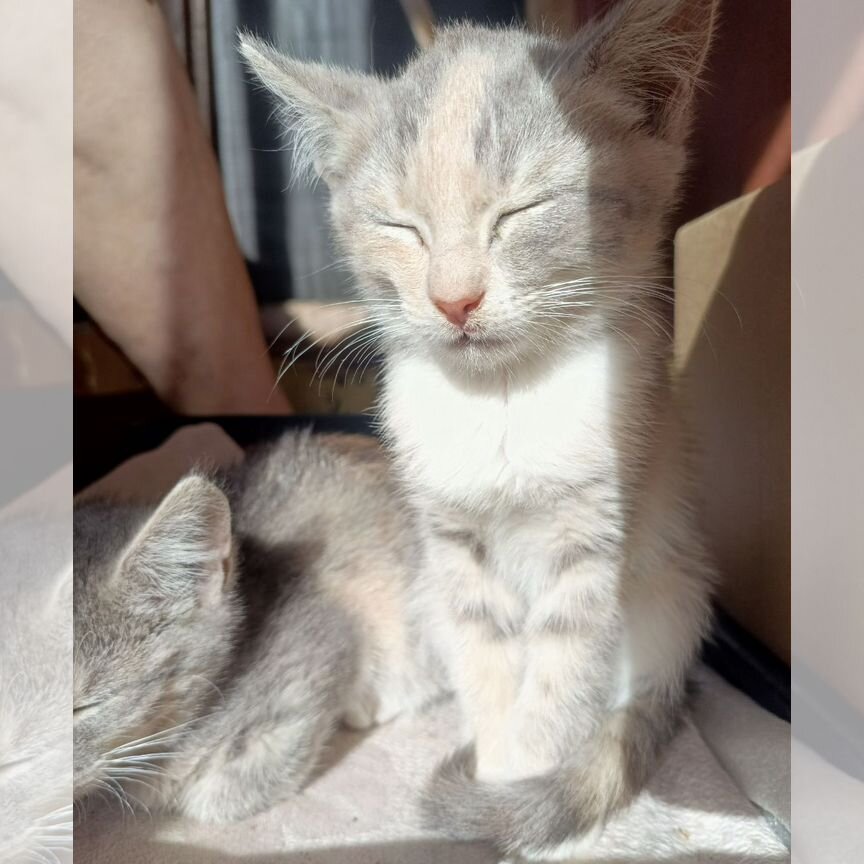Котёнок в добрые руки