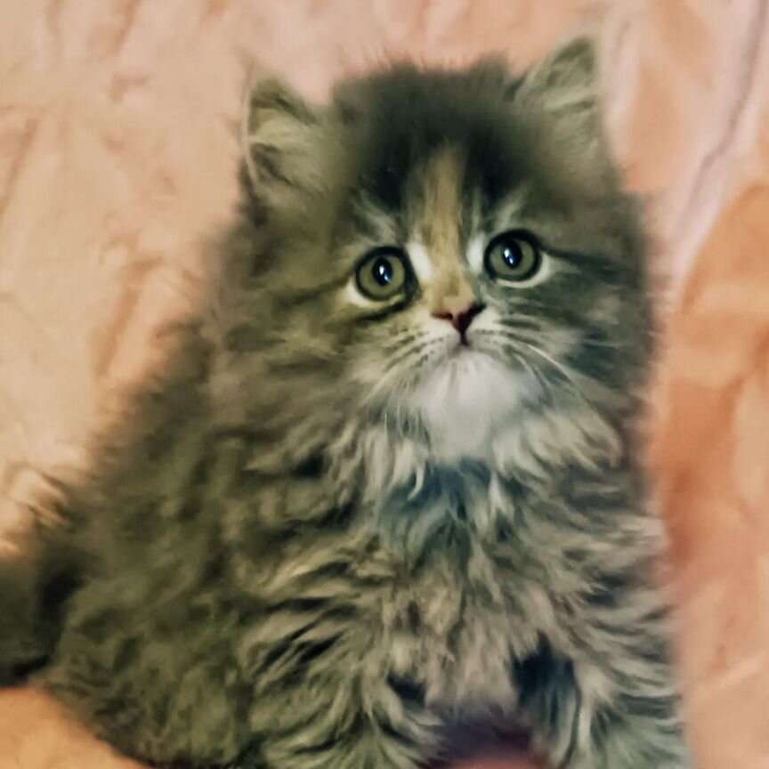 Шотландские котята медвежьего типа