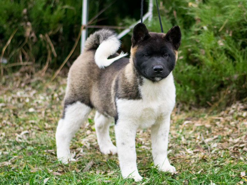 Щенки американской акиты