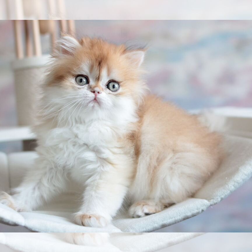 Шотландский мальчик страйт