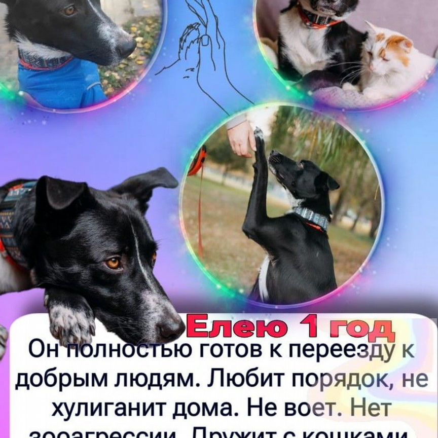 10 ноября 2024 года, один день глазами собаки