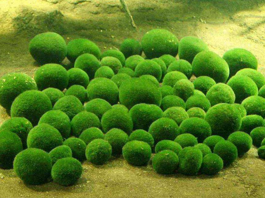 Кладофора шаровидная