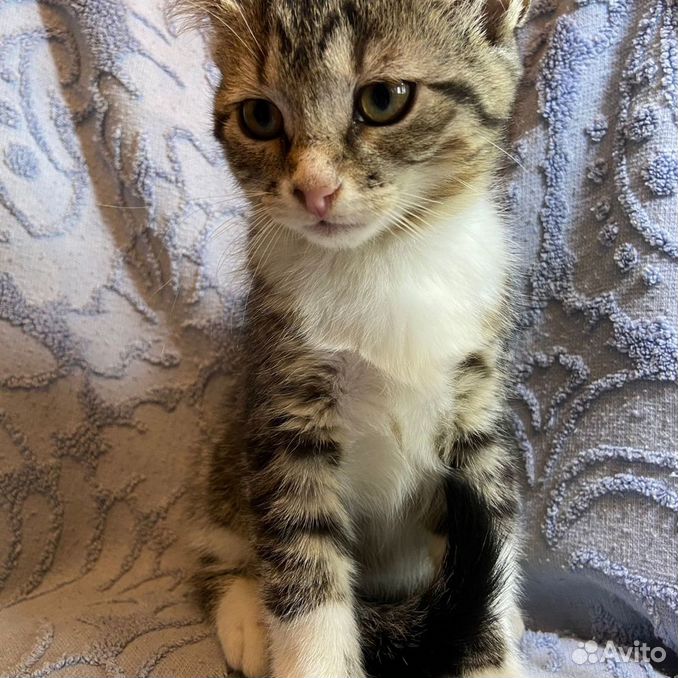 Котенок Дана