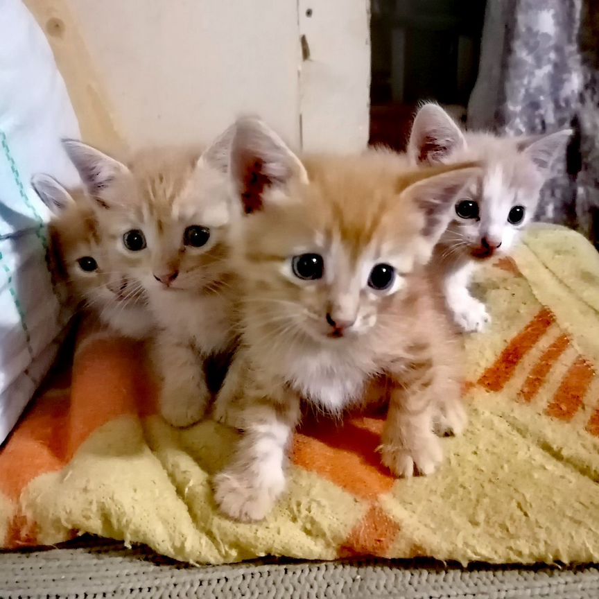Котята в добрые руки