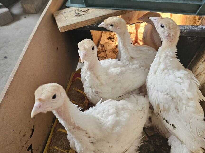 Индюшата биг 6