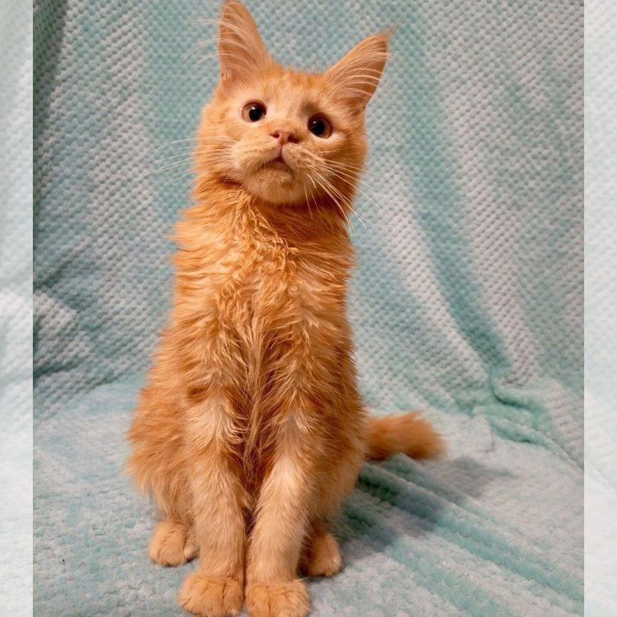 Мейн-кун котёнок