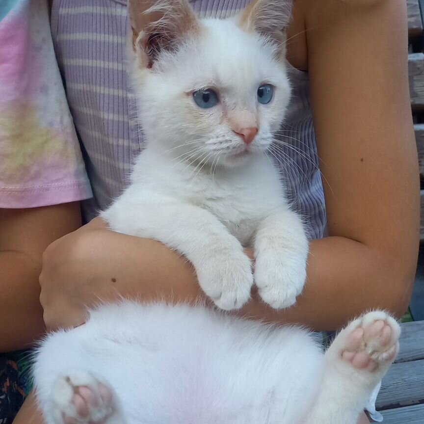 Котёнок белый с рыжими ушками и хвостом 3 месяца
