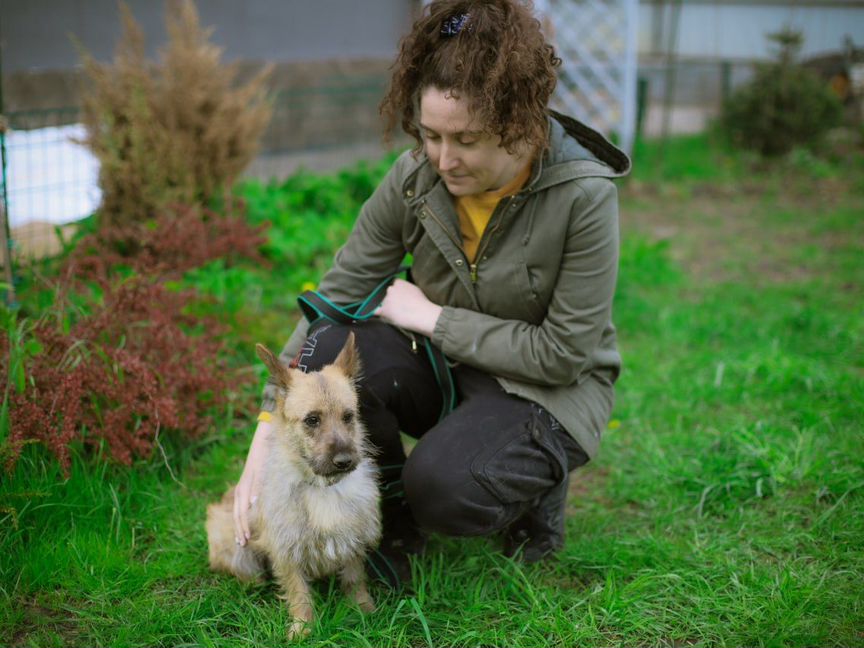 Ушастик, глазастик, коротколапик метис - и умница