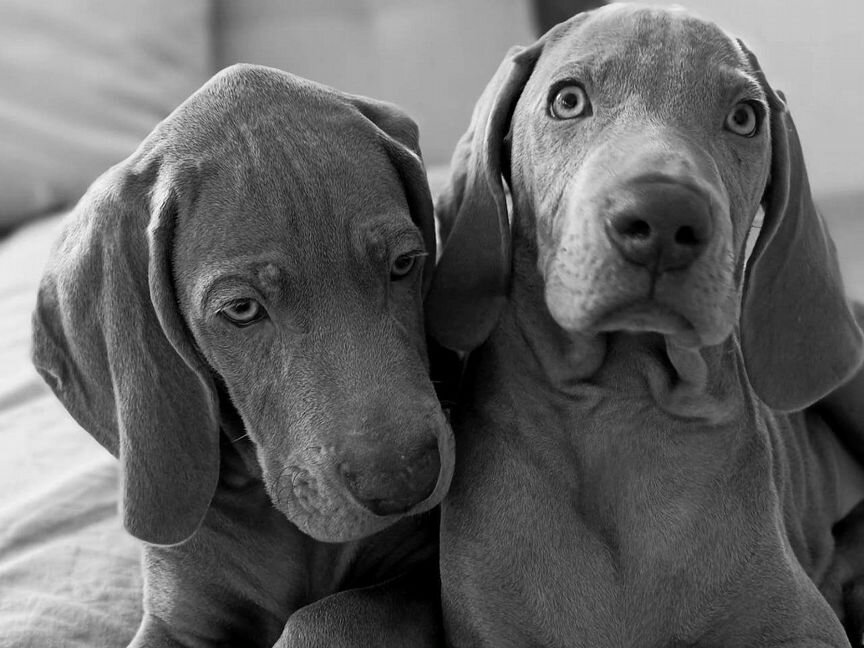 Щенки Веймаранера