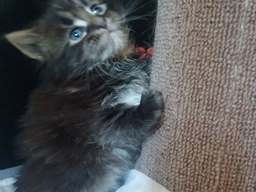 Котята мейн-кун