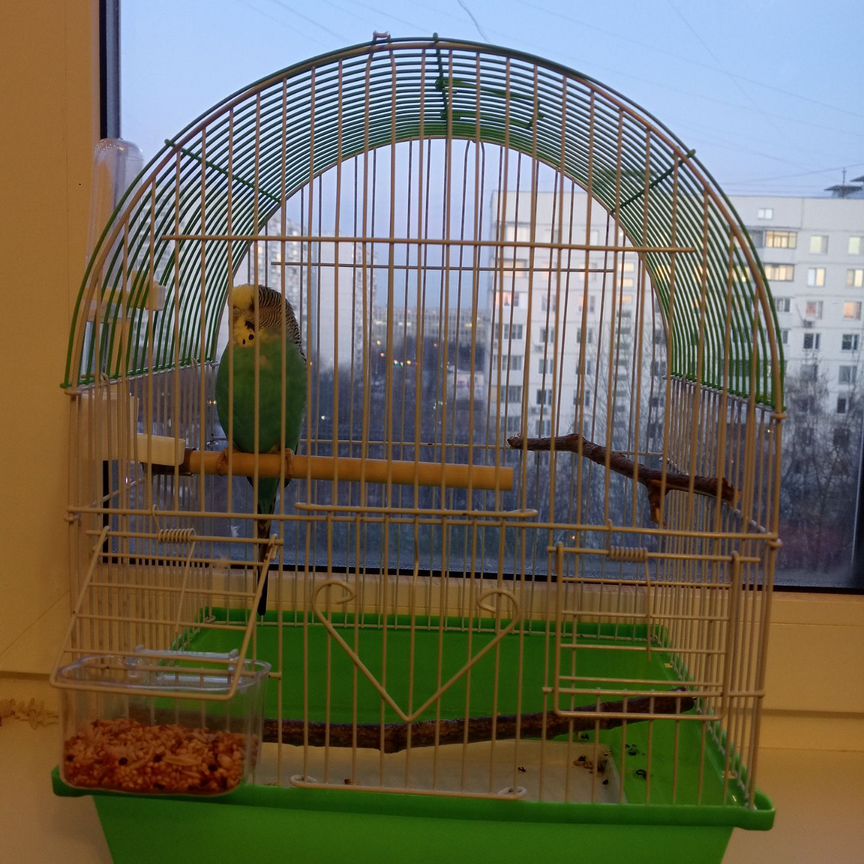 Волнистый попугай с клеткой