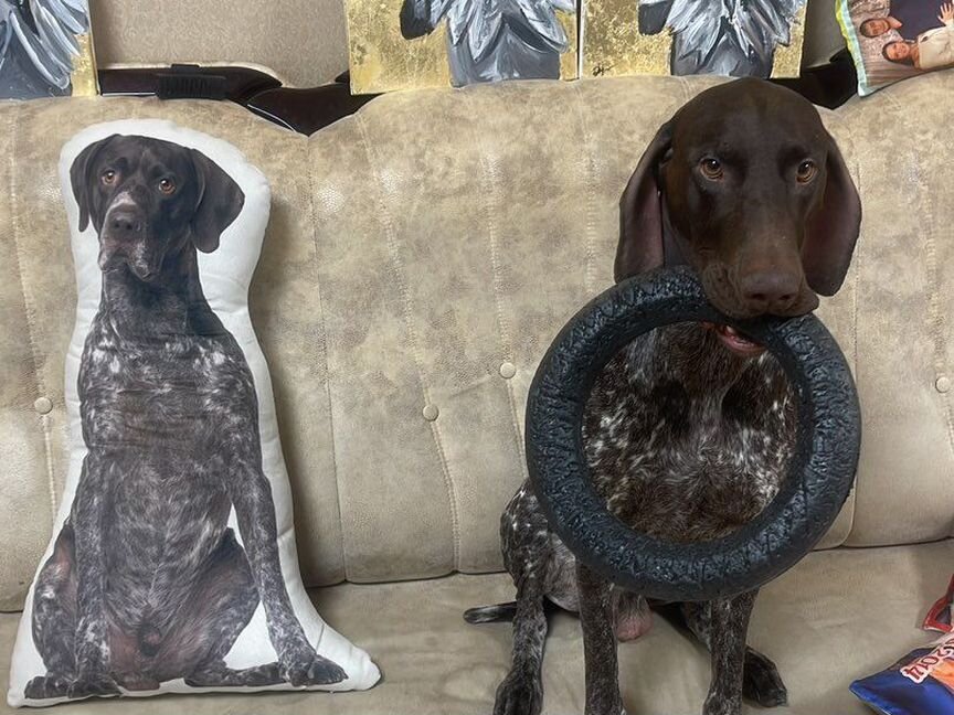 Курцхаар вязка