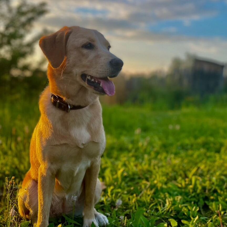 Продам щенка лабрадора