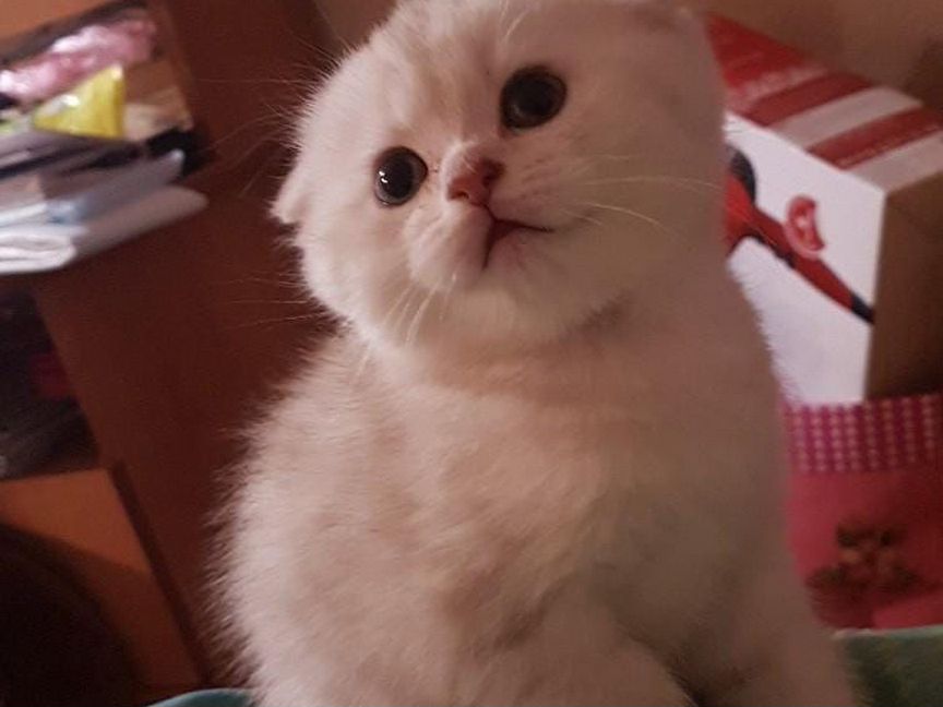 Шотландский котенок красивого окраса