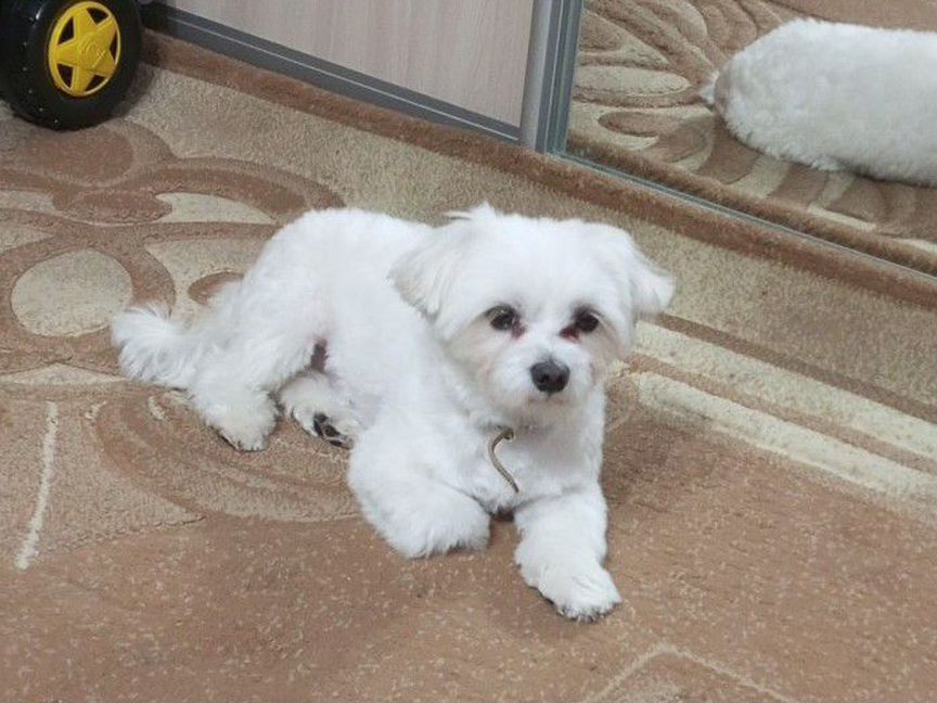 Мальтезе мальчик(вязка)