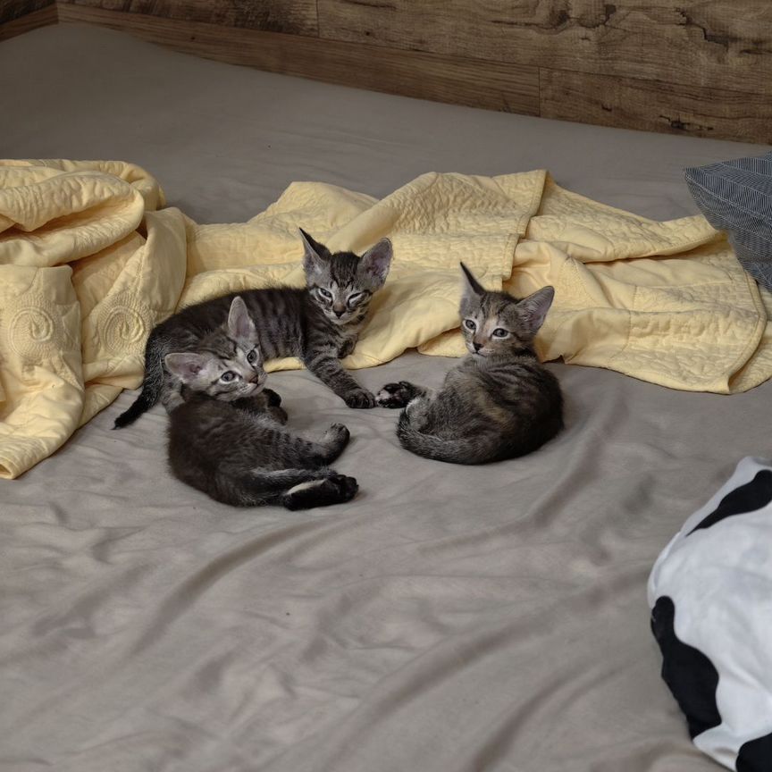 Котёнок от частного владельца