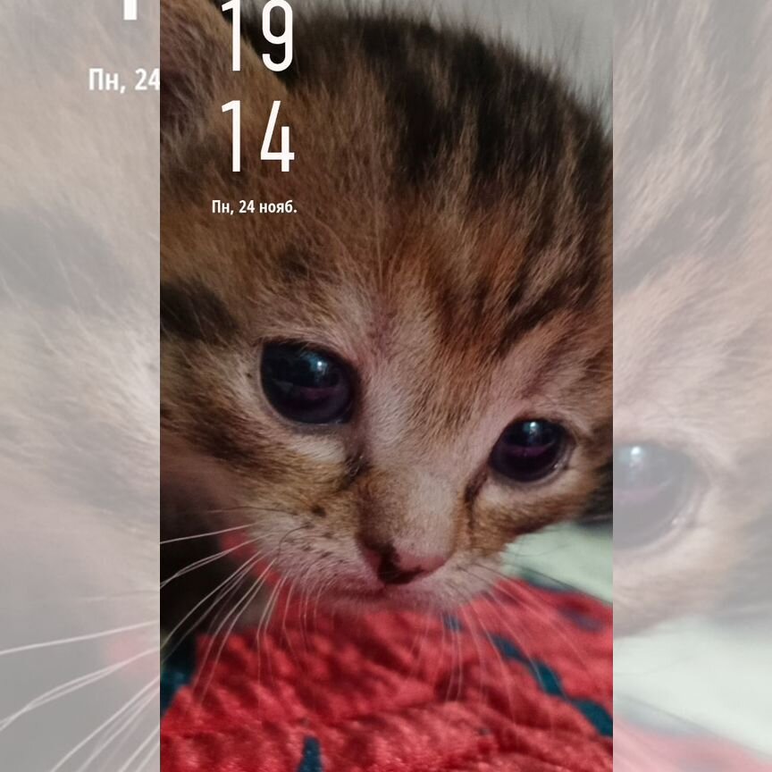 Сибирский котёнок