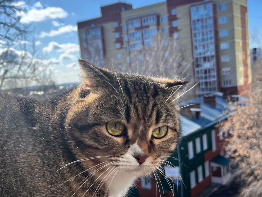 Отдам котиков в добрые руки