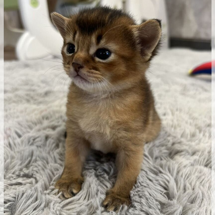 Абиссинские котята