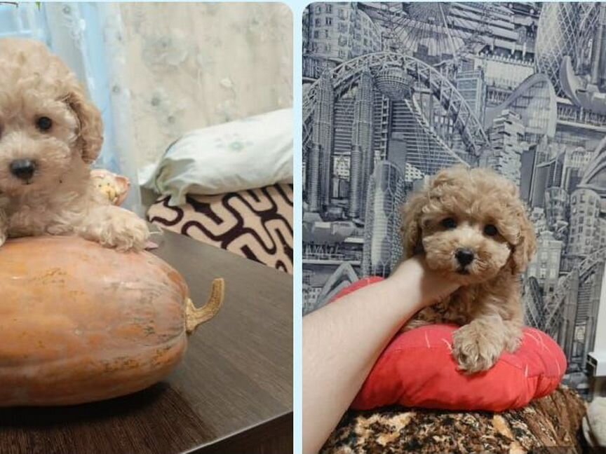 Той-пудель девочка