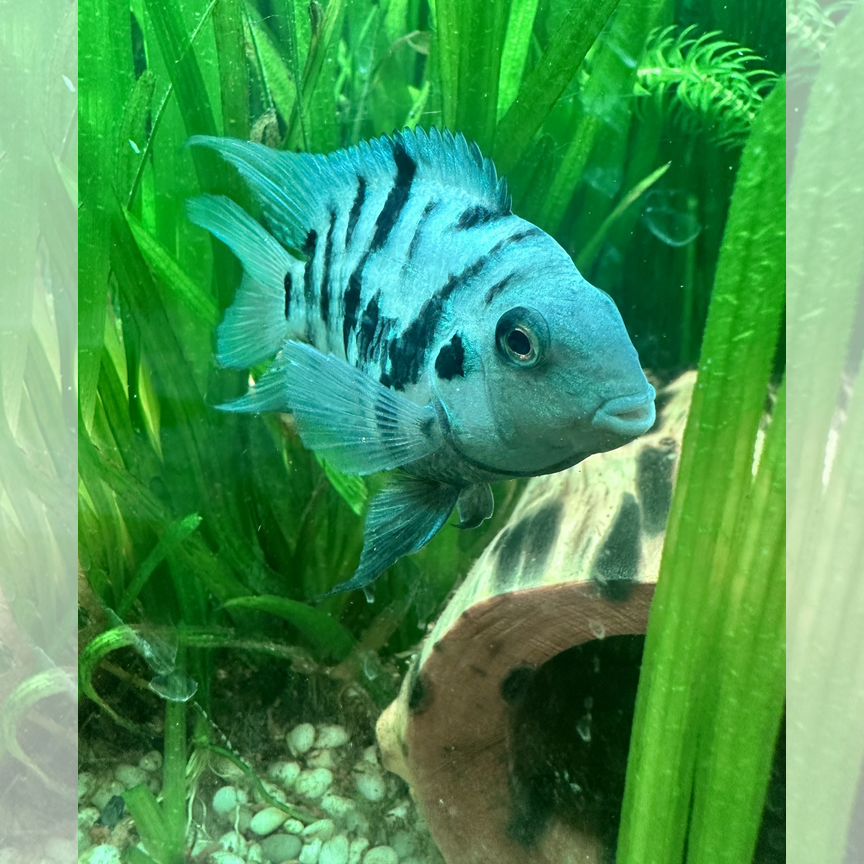 Два самца Сапфировый попугай