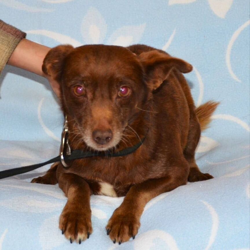 Малыш шустрик в добрые руки