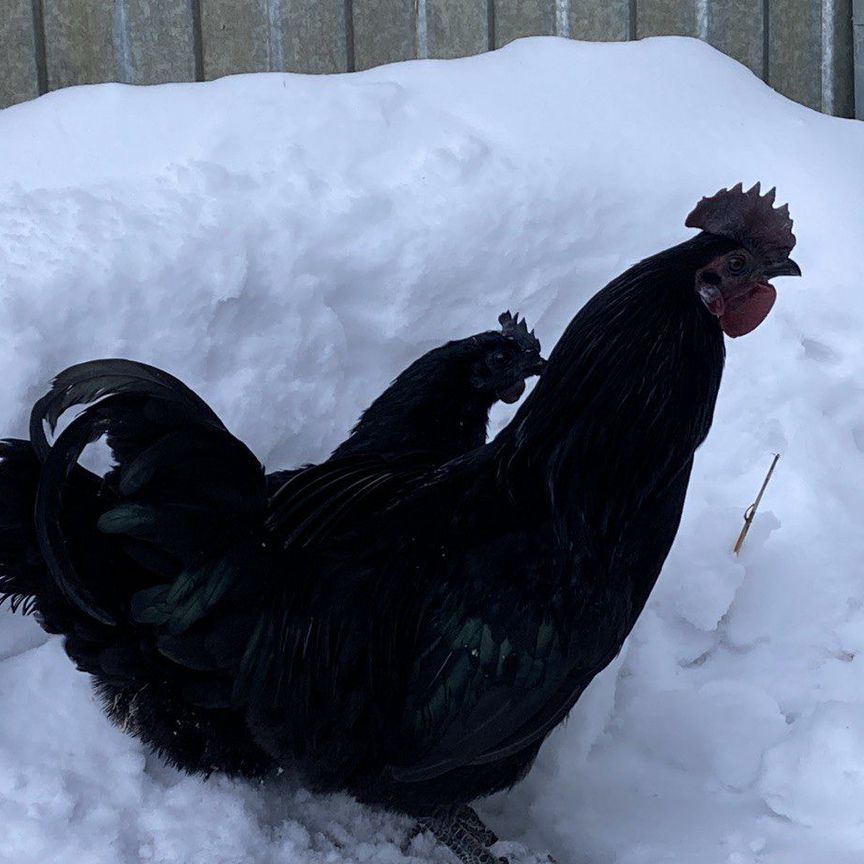 Ухейилюй пара