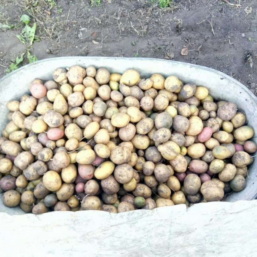 Картофель деревенский мелкий