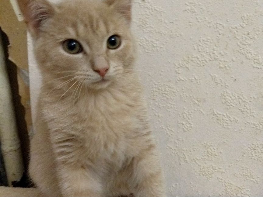 Сладкий мальчик