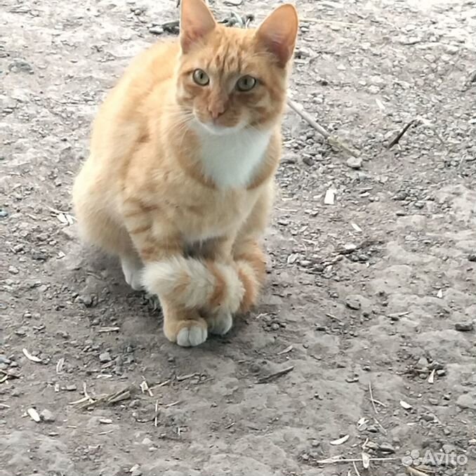 Котик на счастье ищет любящих родителей