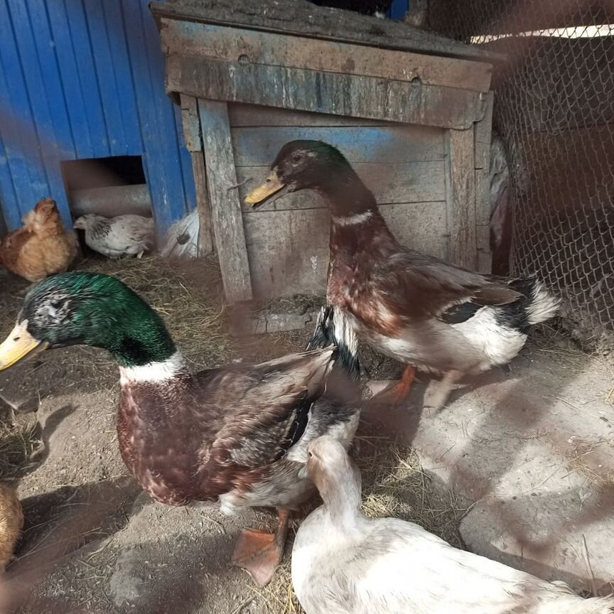 Домашние утки