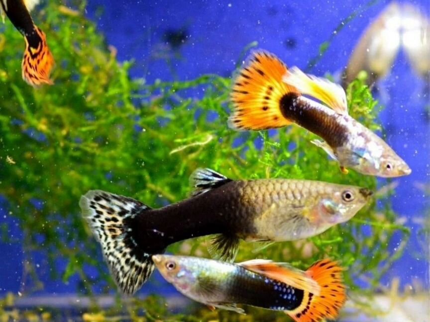 Аквариумные рыбки гуппи