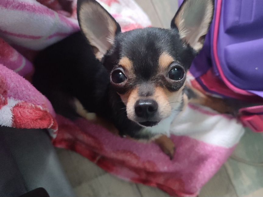 Мини той-терьер