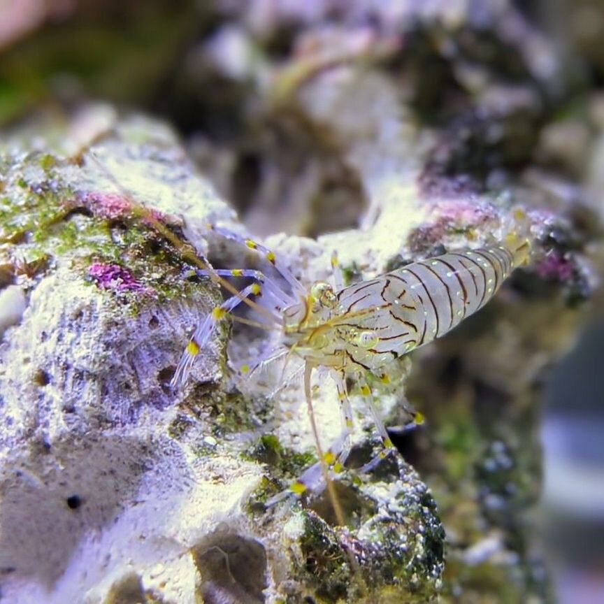 Креветка в морской аквариум