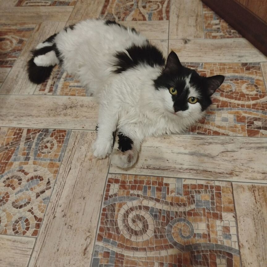 Котик ищет дом
