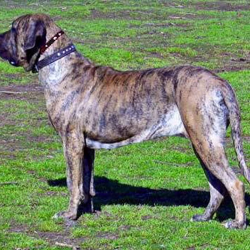 Сука и Кобель Бразильская Фила