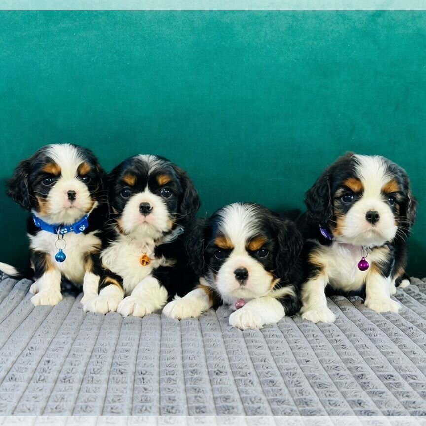 Кавалер кинг-чарльз-спаниель, щенок