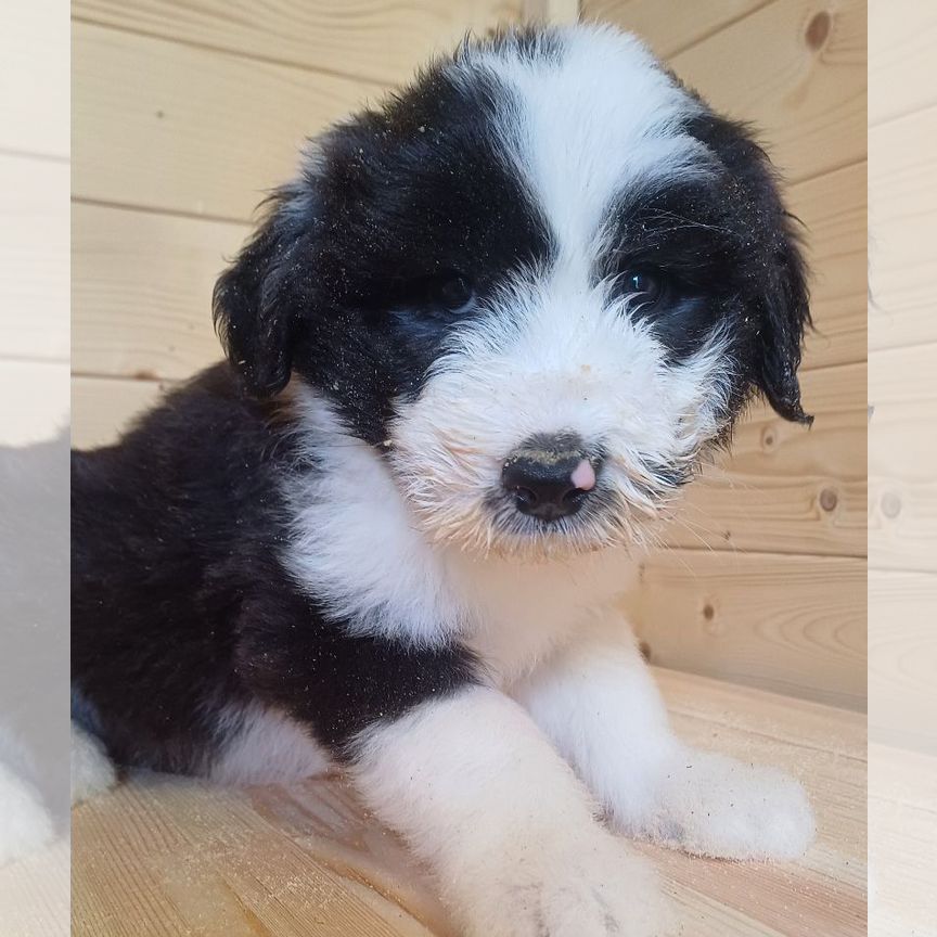 Бобтейл боб, староанглийская овчарка