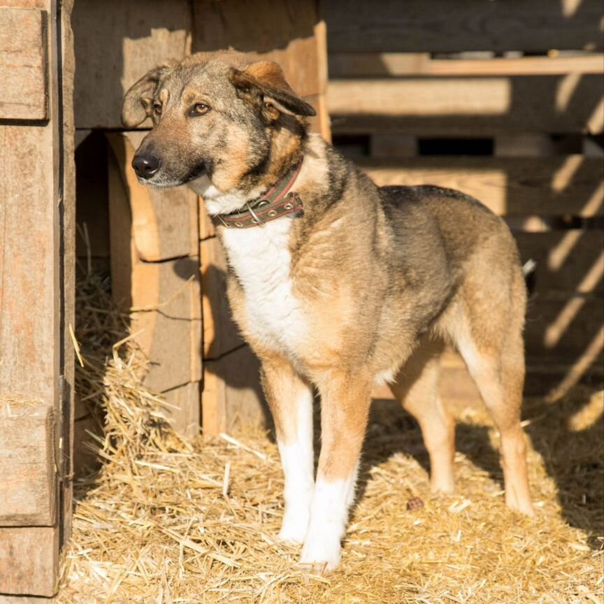Чудесная Милашка ищет Дом