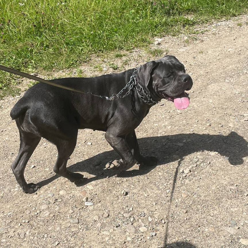 Кане-корсо, взрослая собака