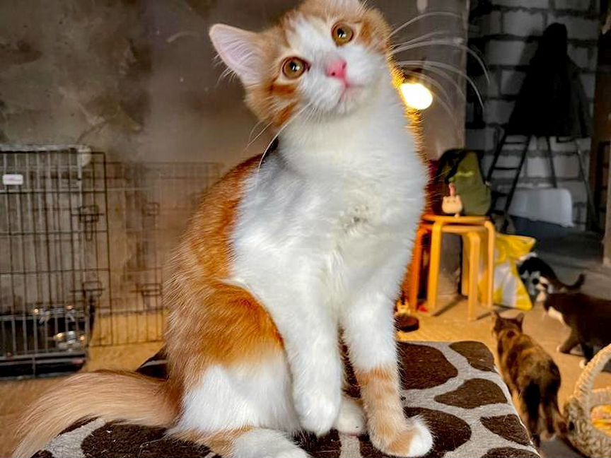 Рыжий котенок мальчик